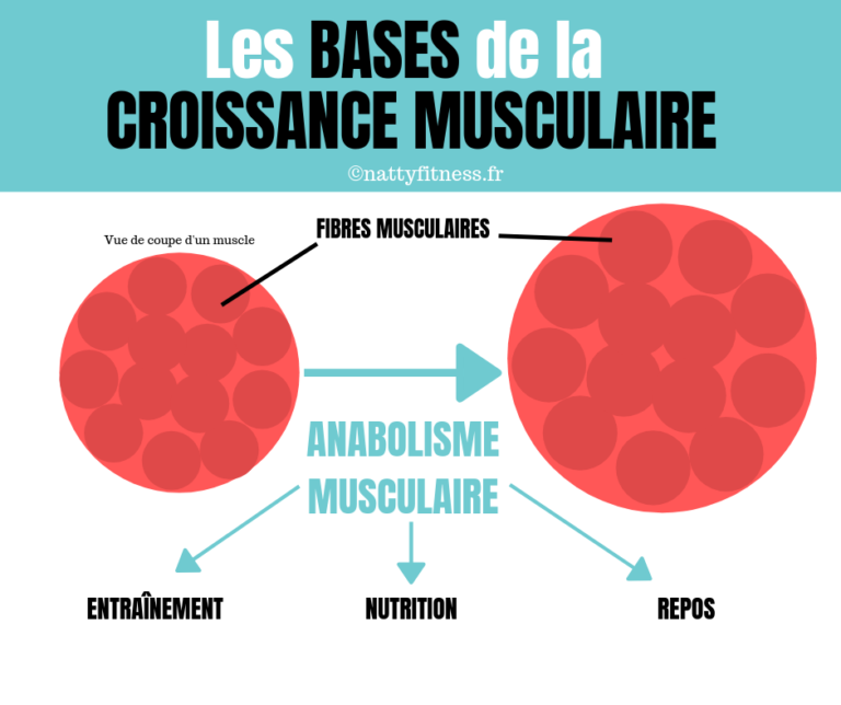 MUSCULATION Comment prendre de la masse musculaire