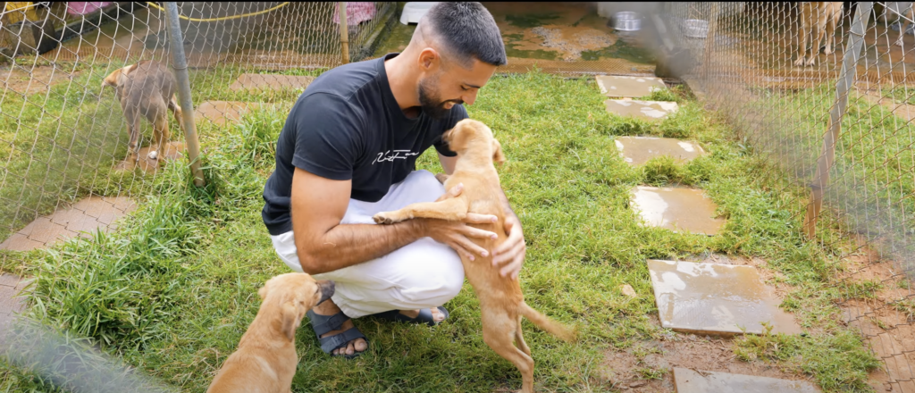 Sauver les Chiens et Chats Errants à l'Île Maurice